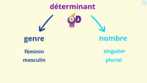 Les déterminants, comment les utiliser CM1 CM2 - Maître Lucas