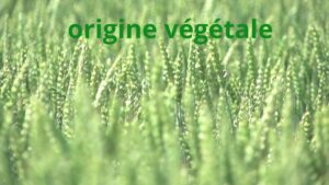 L'origine des aliments en classe de CP CE1 CE2 - Maître Lucas