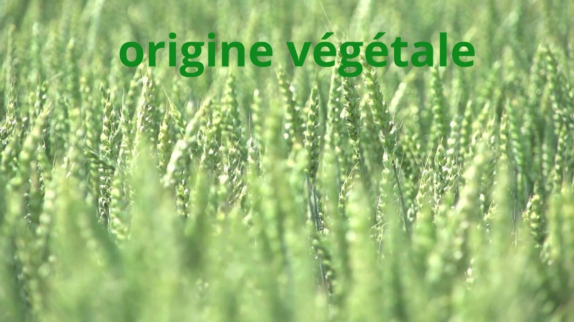 L'origine des aliments en classe de CP CE1 CE2 - Maître Lucas